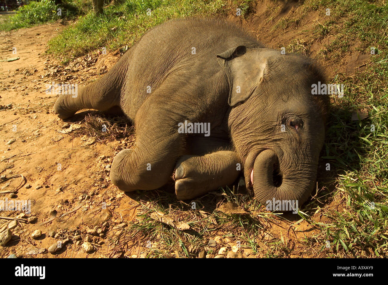 ASIAN ELEPHANT calf sleeping Elephas maximus Stock Photo - Alamy