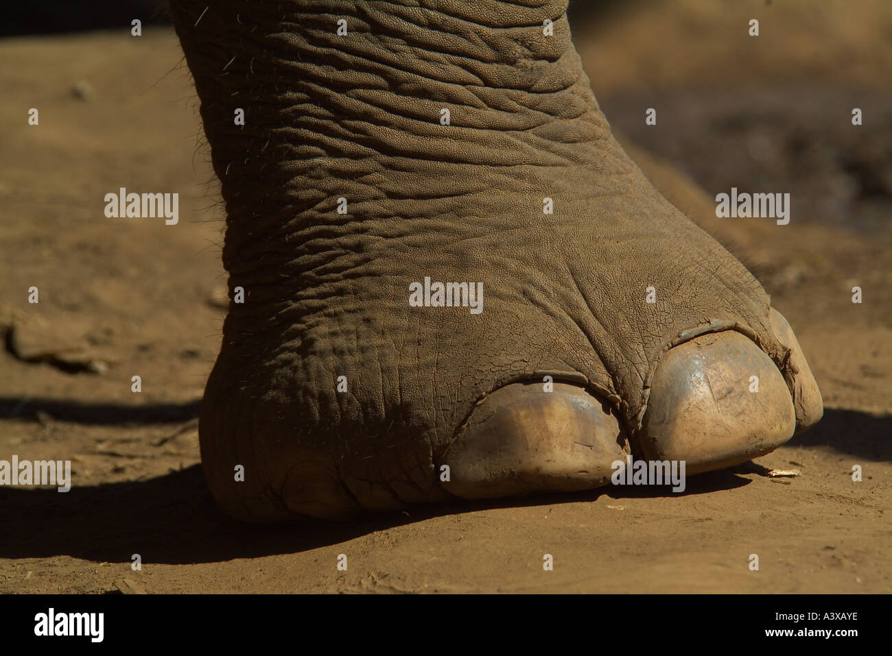 Asian elephant elephas maximus foot hi-res stock photography and images ...