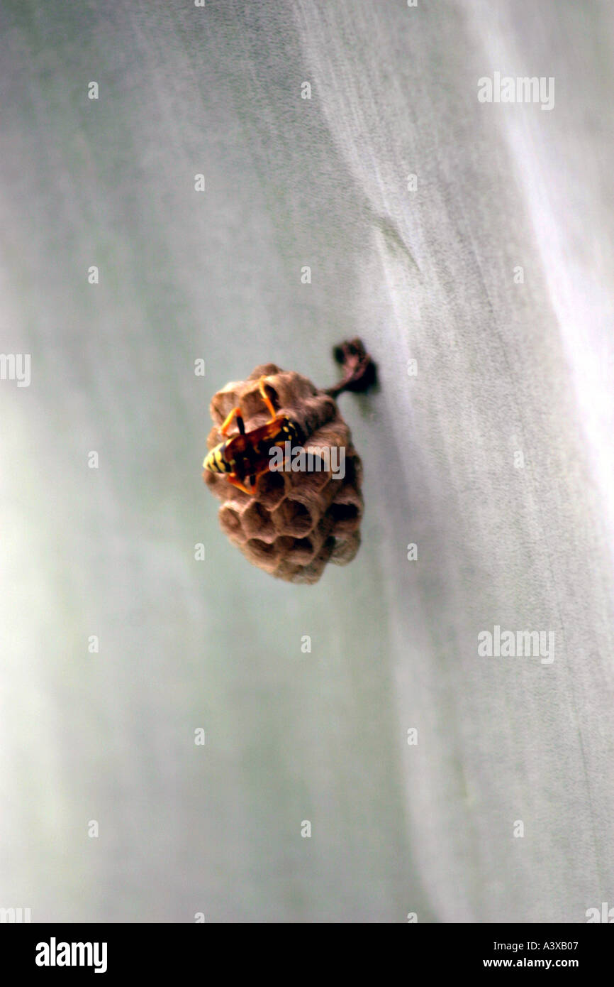 Athens Greece agave wasp vespiary hornet's nest Stock Photo - Alamy