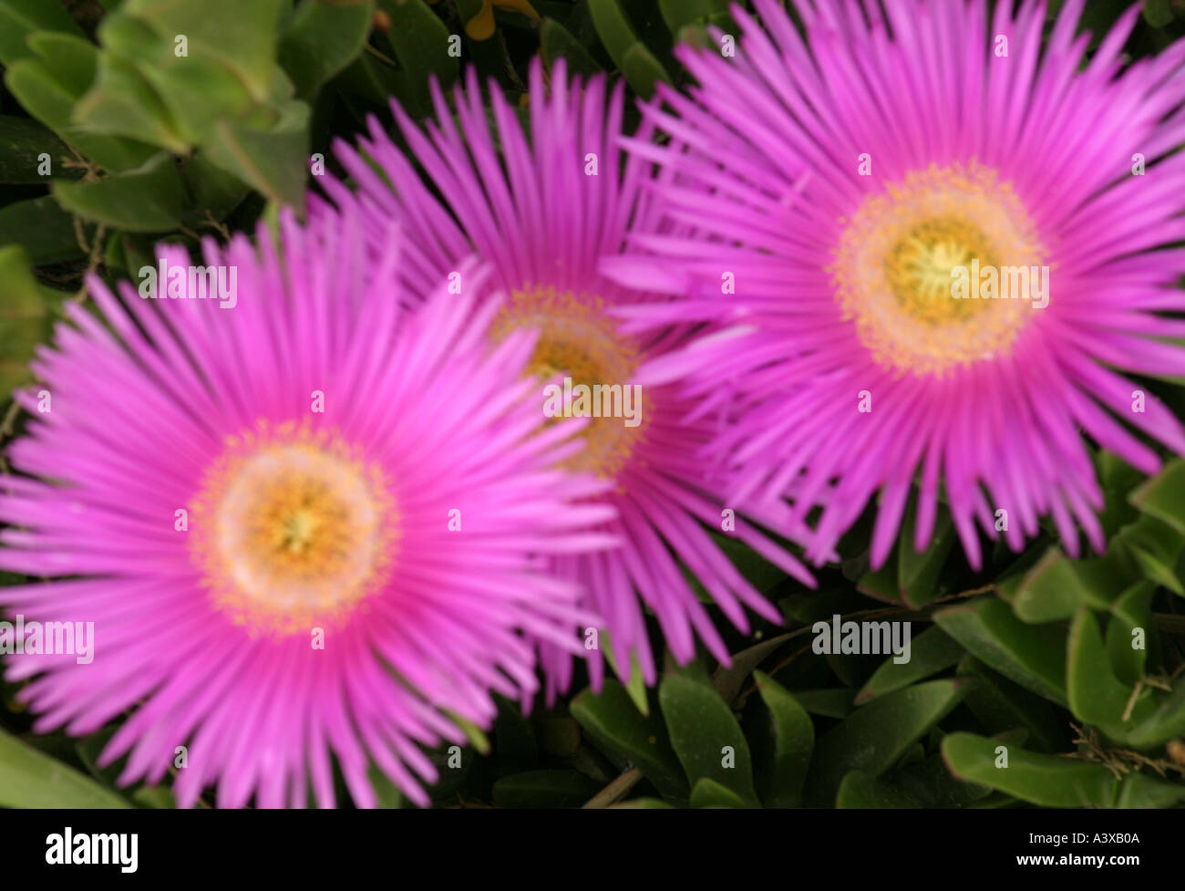 Three Pink Flowers Athens Greece Bellis Perennis Common Daisy Stock ...