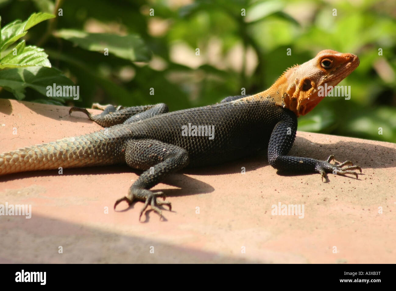 Orange headed lizard , Benin Stock Photo - Alamy