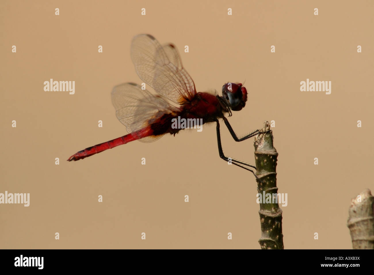 West african dragonfly hi-res stock photography and images - Alamy
