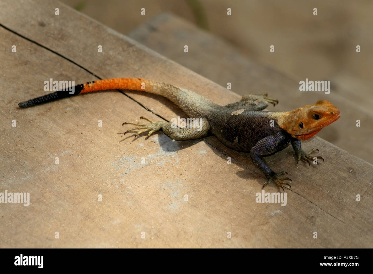 Orange headed lizard , Benin Stock Photo - Alamy