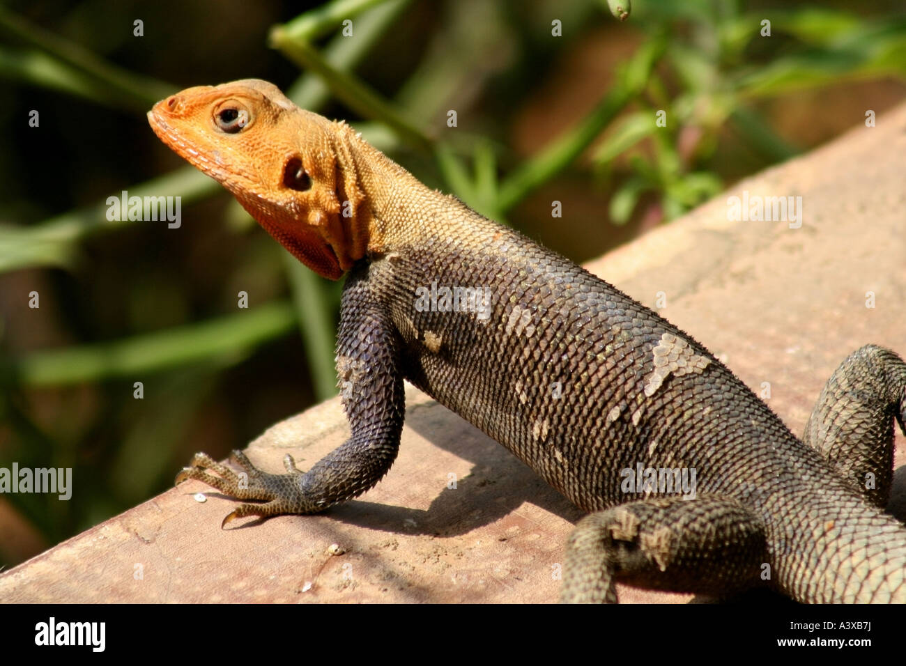 Orange headed lizard , Benin Stock Photo - Alamy
