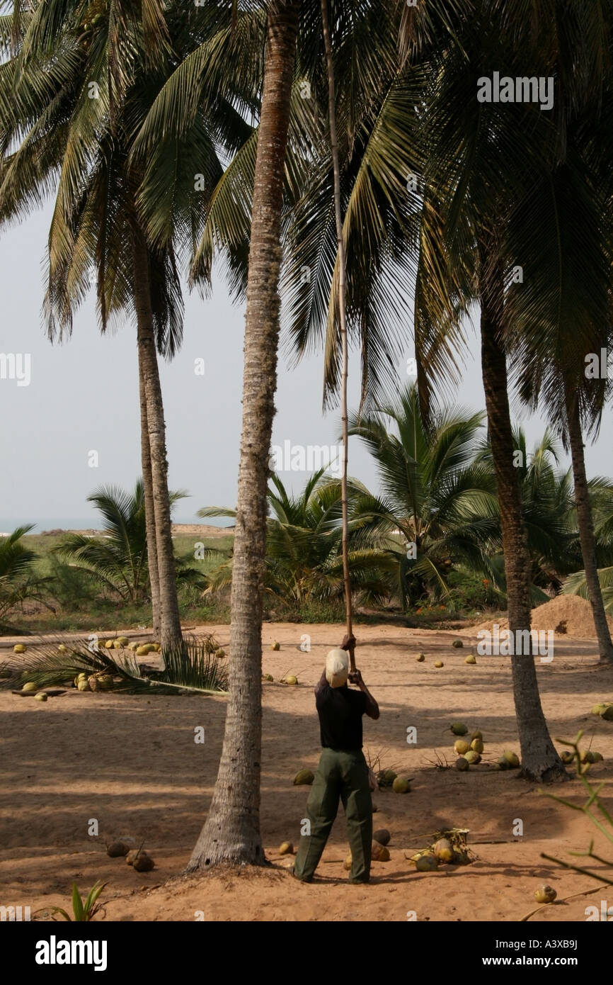 Man collecting coconuts using a long stick , Ouidah , Benin Stock Photo ...