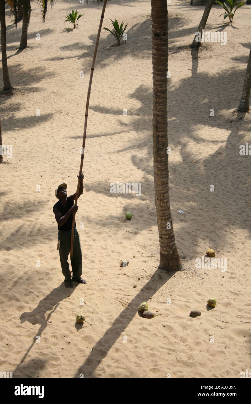 Man collecting coconuts using a long stick , Ouidah , Benin Stock Photo ...