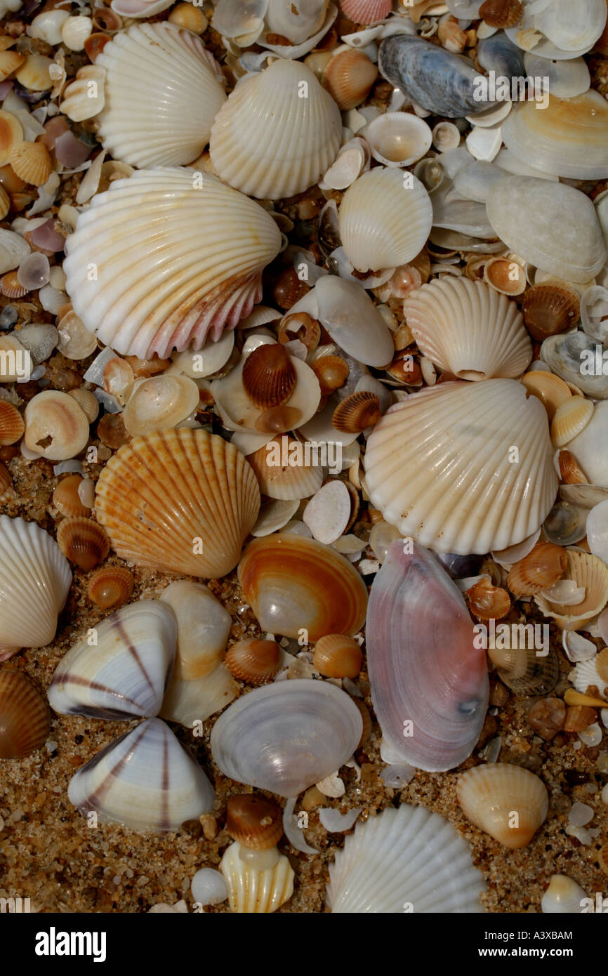 Shells washed up on the beach , Grand Popo , Benin Stock Photo - Alamy