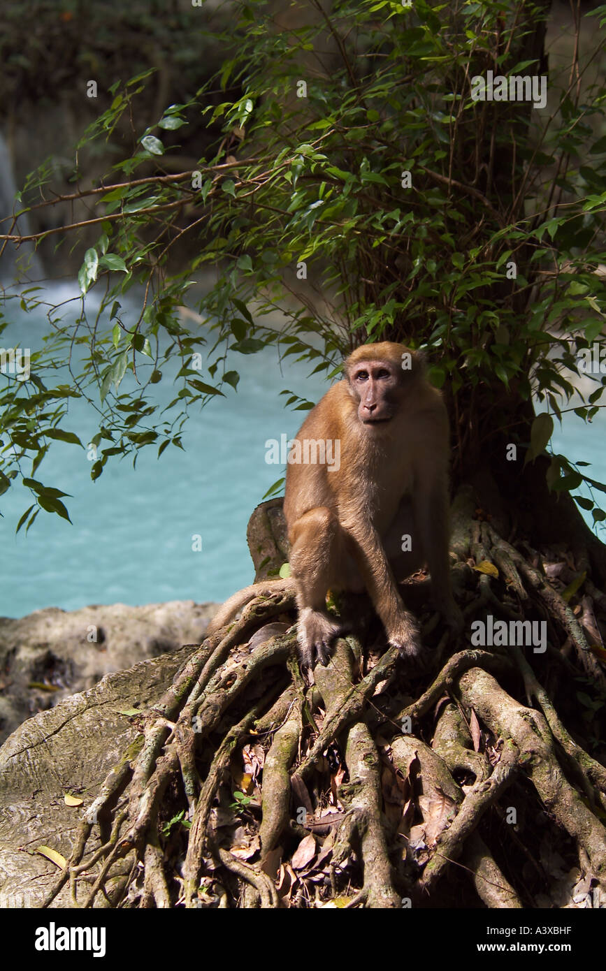 Stump-tailed macaque (Macaca arctoides) with blue Erawan waterfall ...