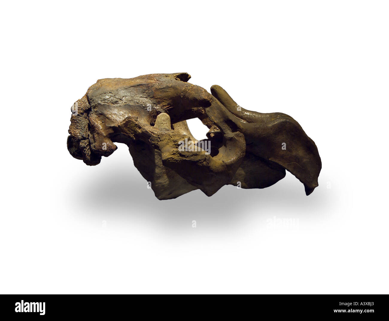 Steller's sea cow (Hydrodamalis gigas) Skull. Extinct Animal Stock ...