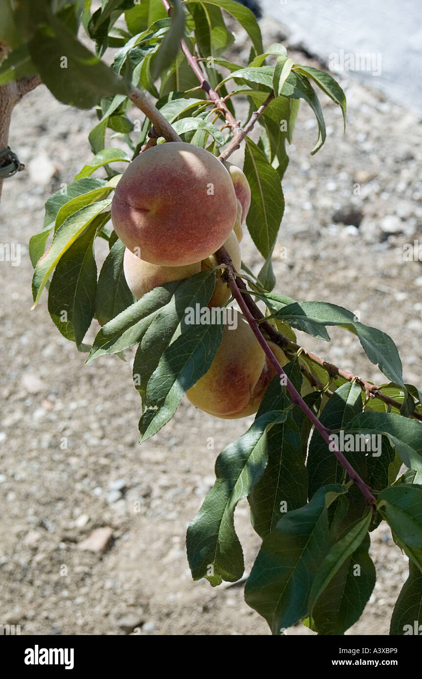 Peach Prunus persica branch with some fruit on it in southern Spain ...