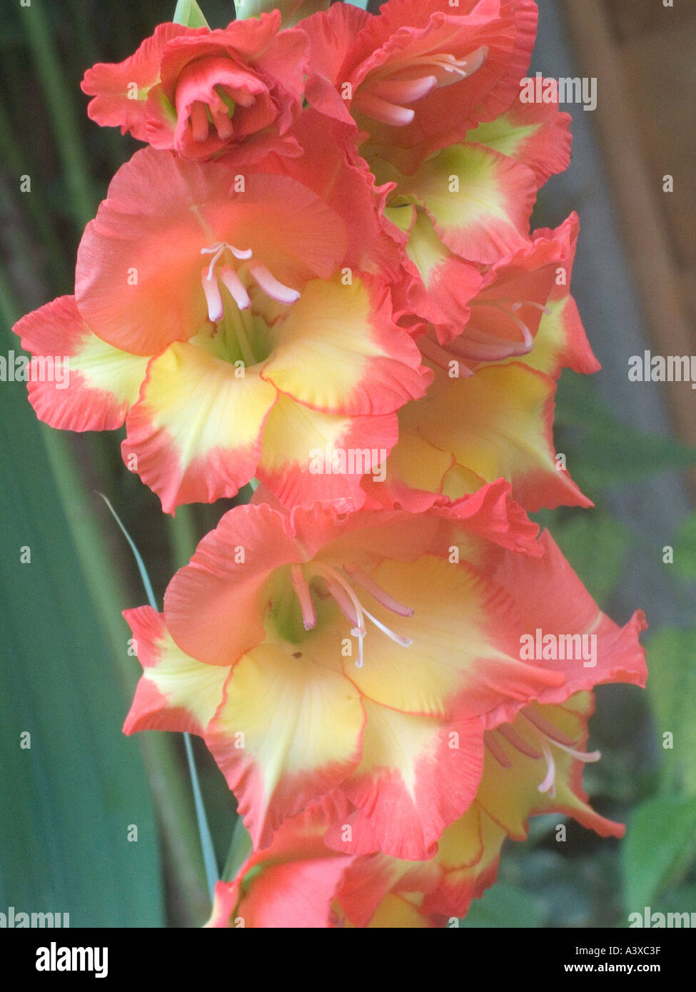 Gladioli flower hi-res stock photography and images - Alamy