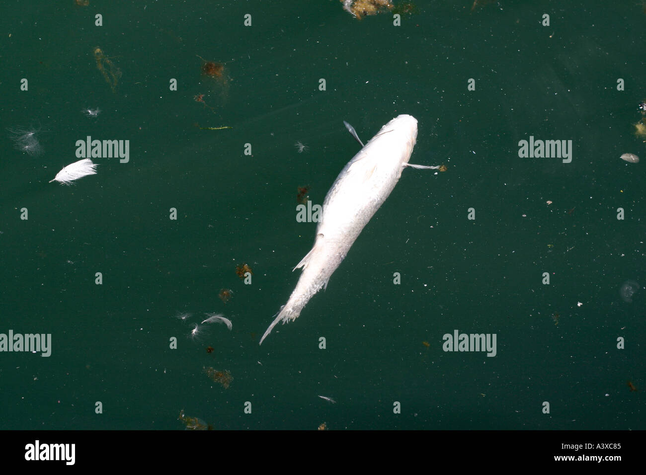 Dead white fish floatingin marina flotsam Stock Photo - Alamy