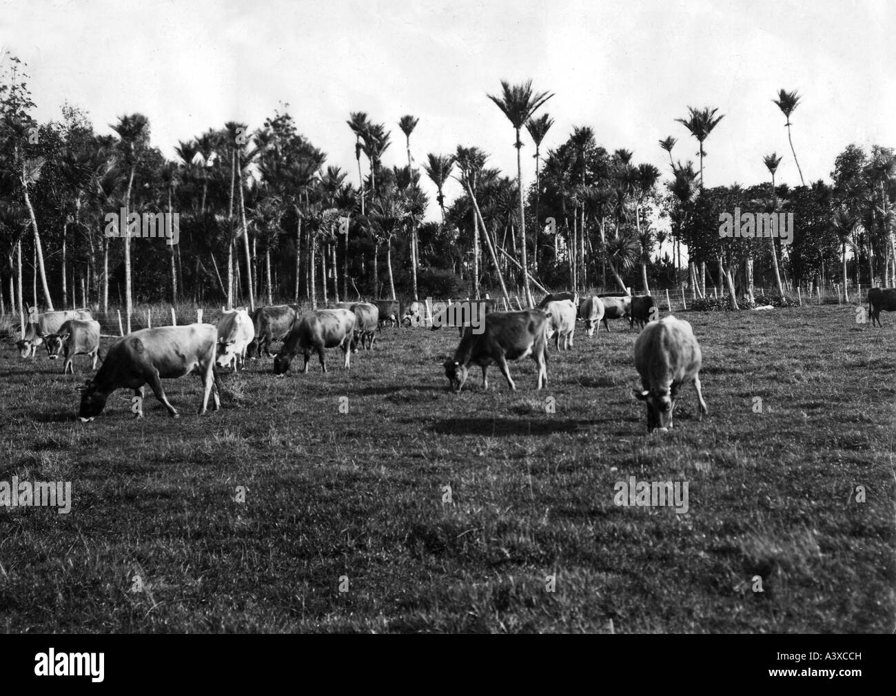 1920s cattle hi-res stock photography and images - Alamy