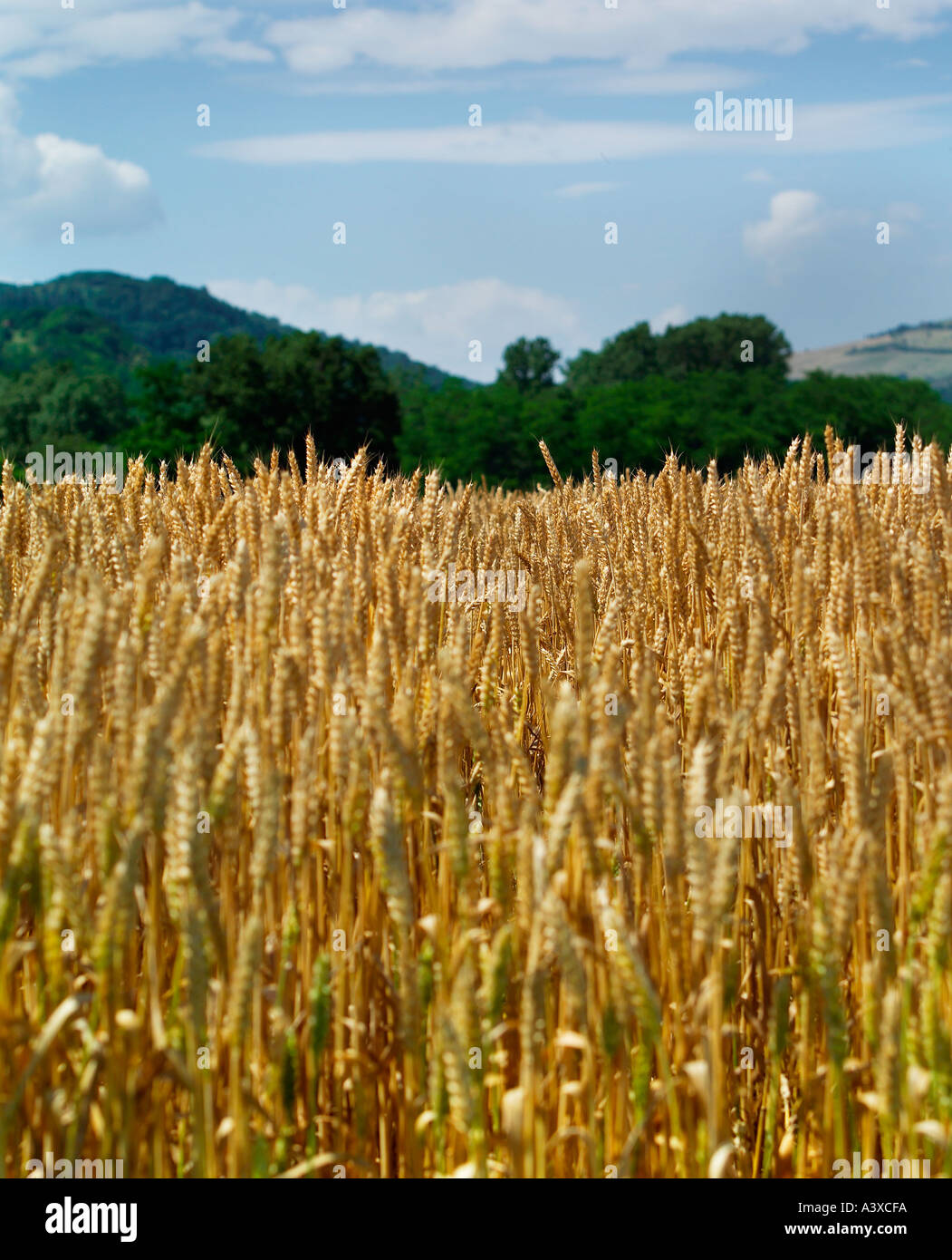 grain field close up wheat agriculture grass harvest ecology bio ...