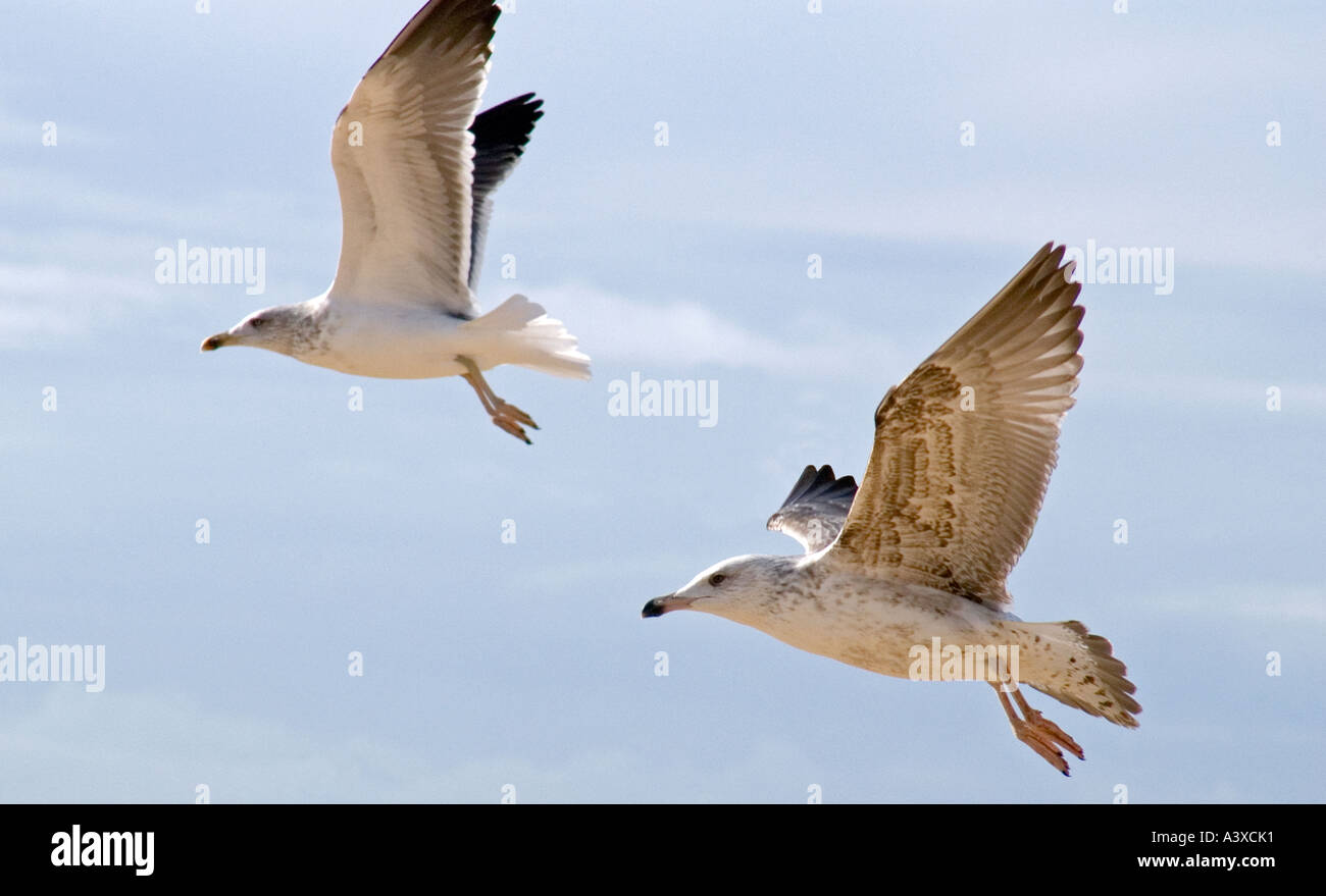 Young common gulls hi-res stock photography and images - Alamy