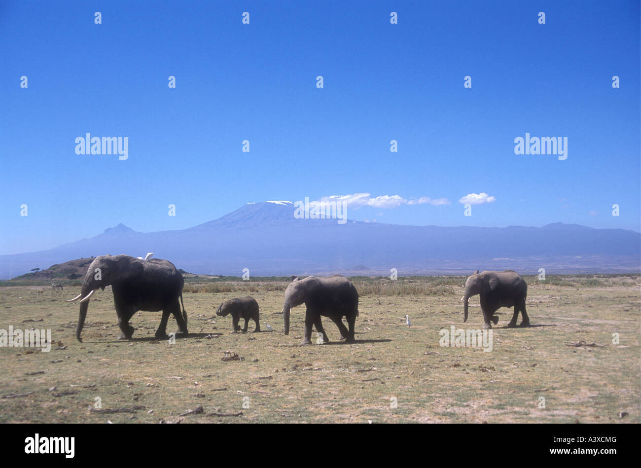 Elephant dropping hi-res stock photography and images - Alamy