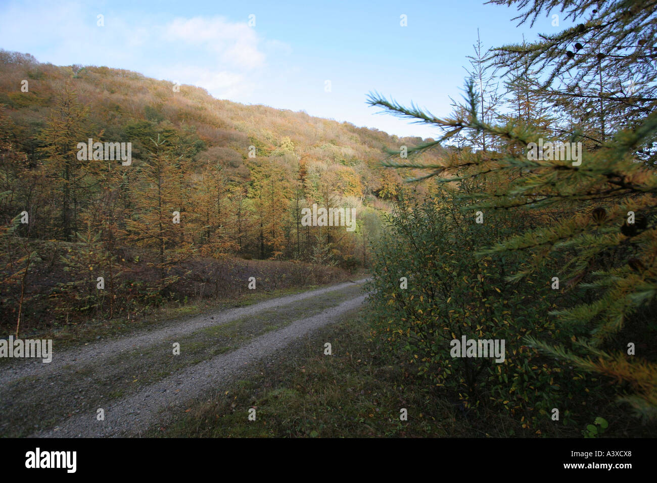Track off A472 Road and Forest near Crumlin South East Wales Stock ...