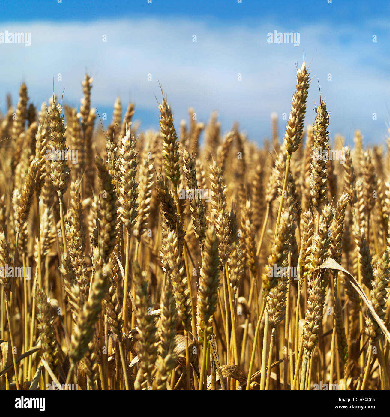 grain field close up wheat agriculture grass harvest ecology bio ...