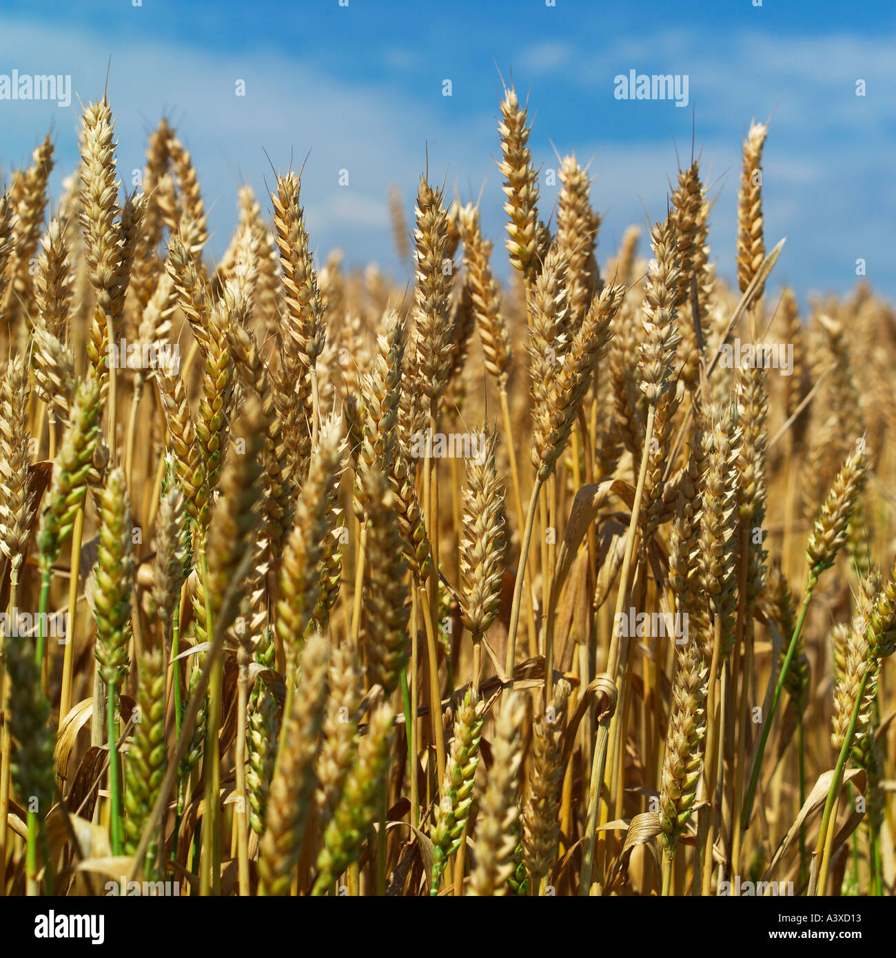 grain field close up wheat agriculture grass harvest ecology bio ...