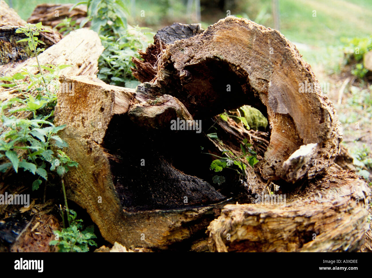 close up trunk Stock Photo - Alamy
