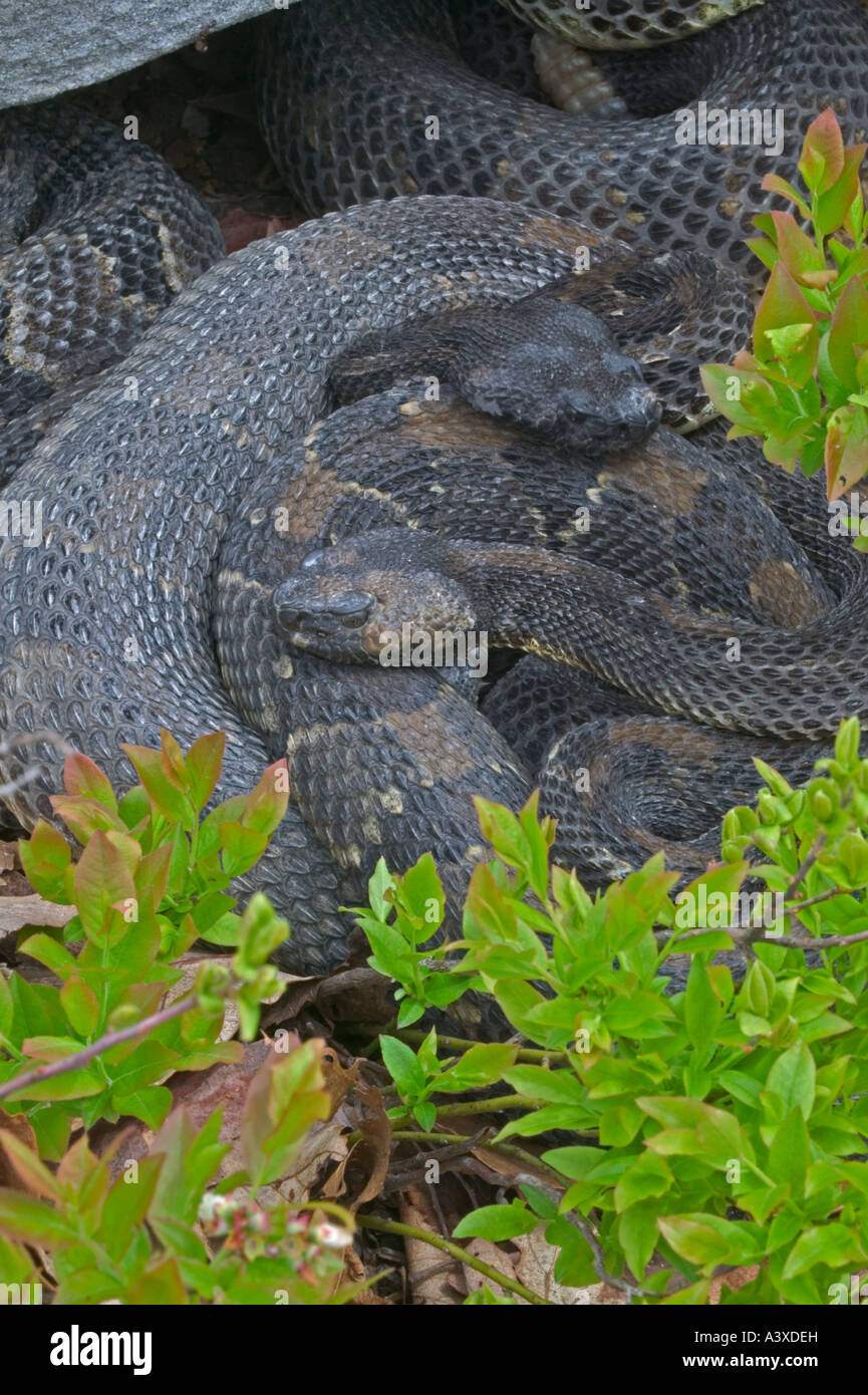 Timber rattlesnake hibernation hi-res stock photography and images - Alamy