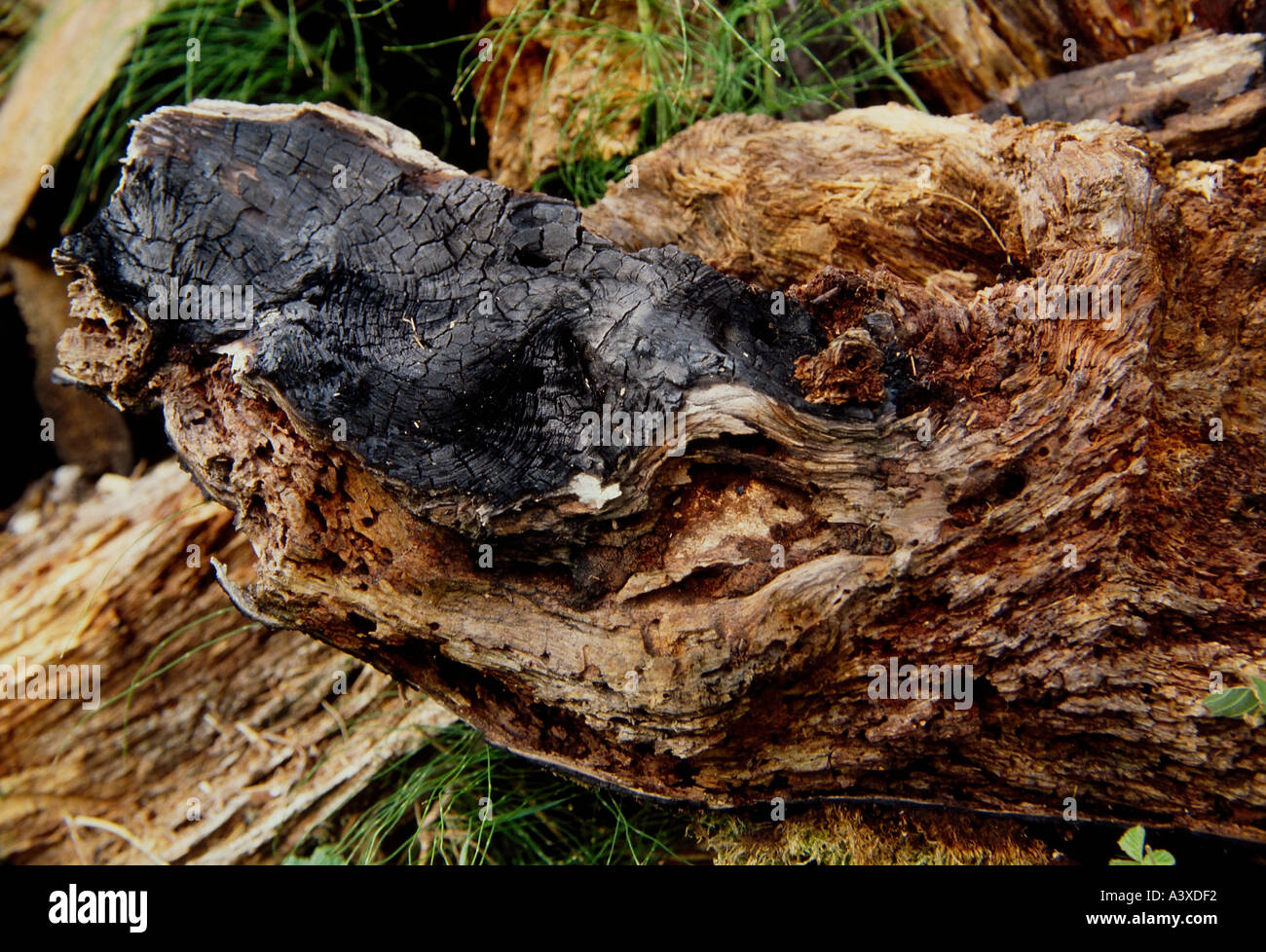 close up trunk Stock Photo - Alamy
