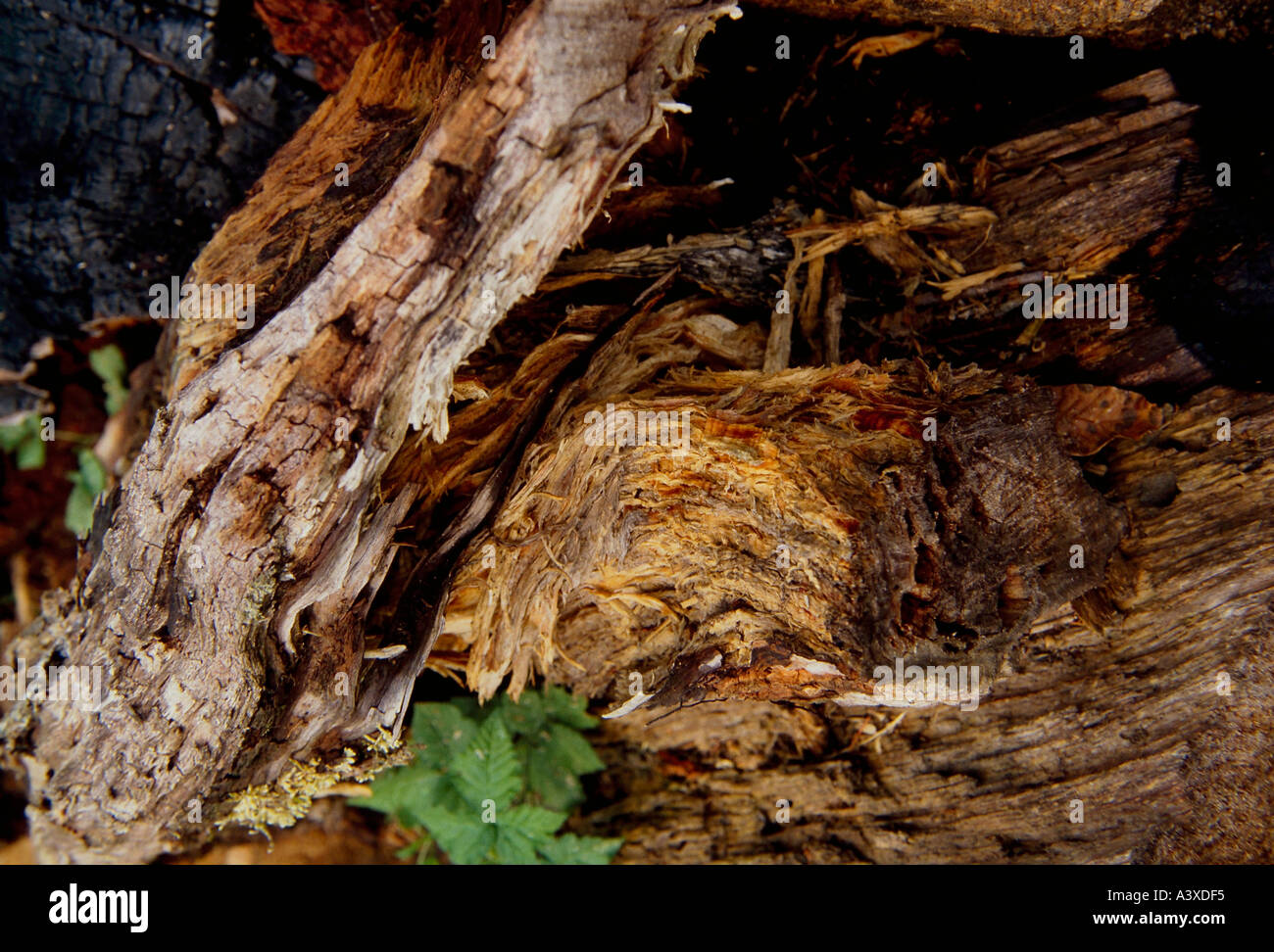 close up trunk Stock Photo - Alamy