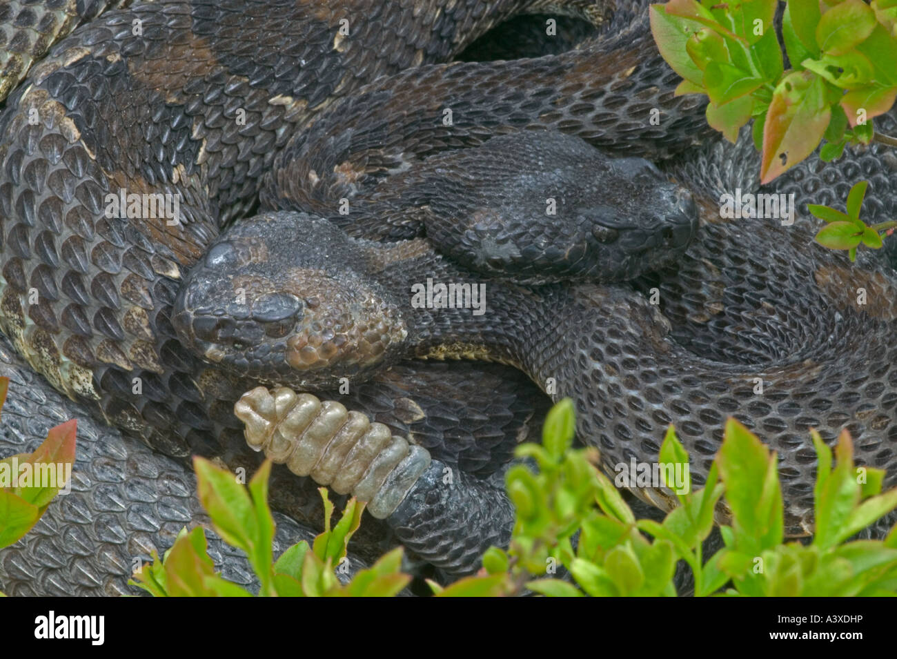 Timber Rattlesnakes Crotalus horridus Emerging from hibernation at den ...