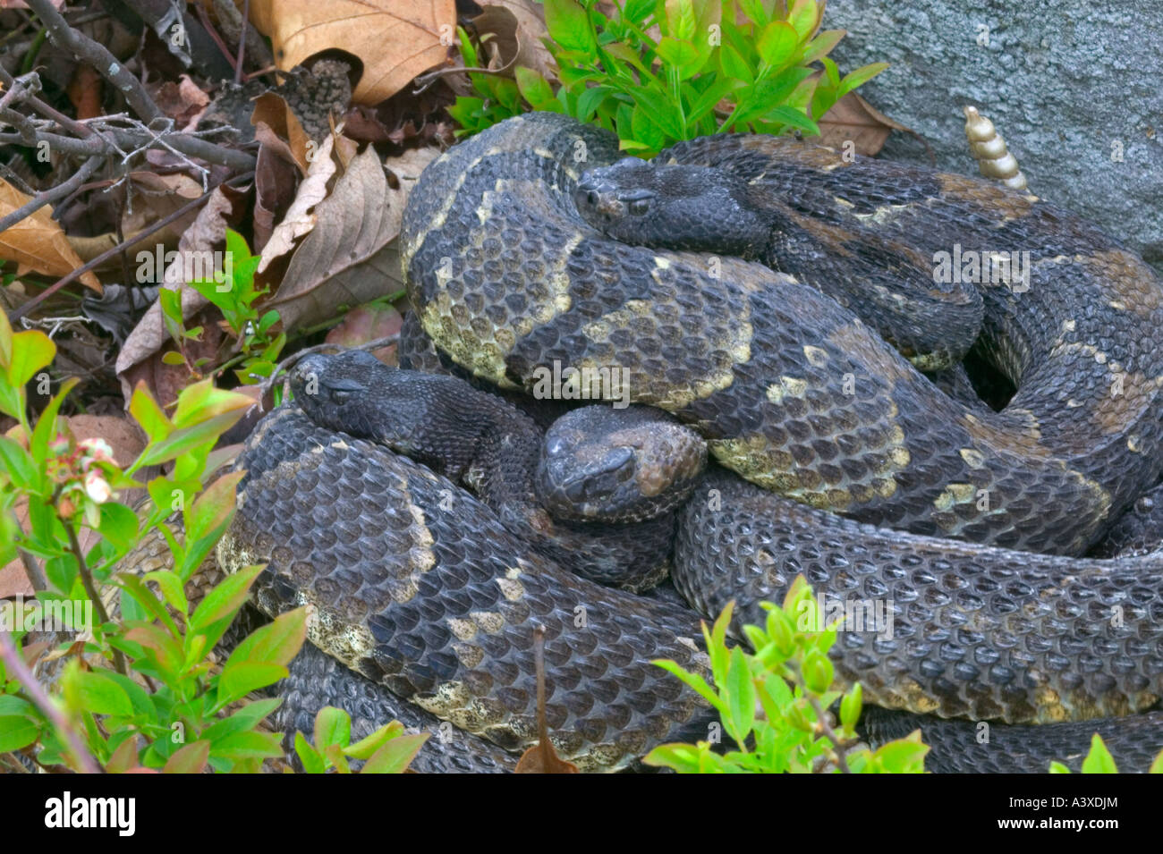Timber rattlesnake hibernation hi-res stock photography and images - Alamy