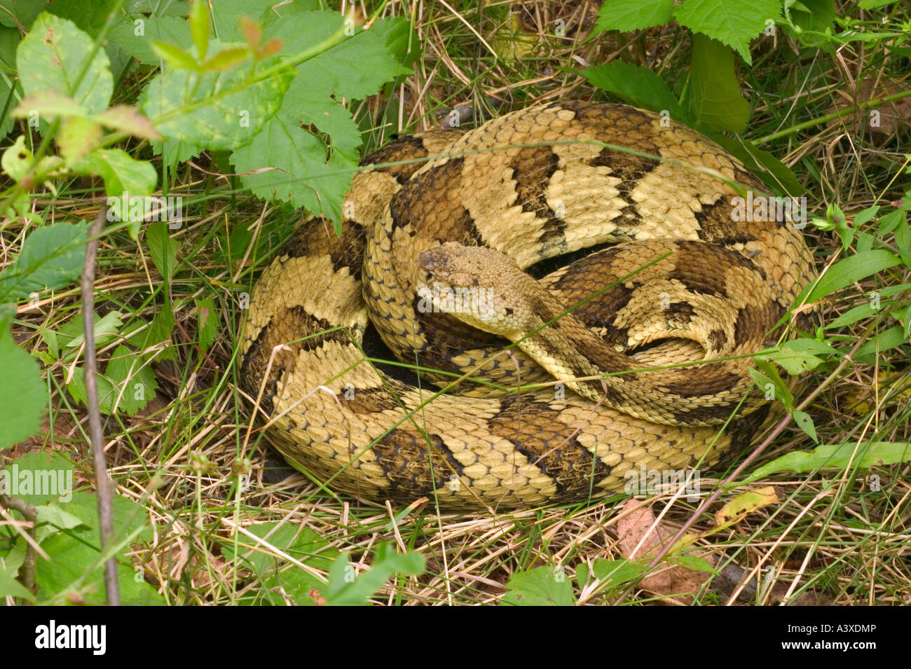 Timber Rattlesnakes Crotalus horridus hunting in ambush posture New ...