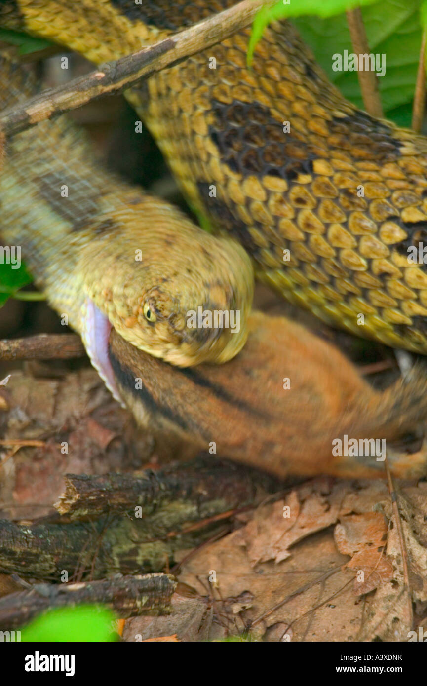 Timber Rattlesnake Crotalus horridus Eating chipmunk Pennsylvania Stock ...