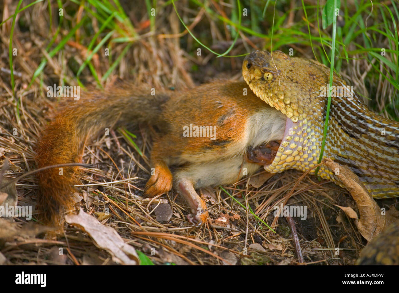 Timber Rattlesnake Crotalus horridus Eating red squirrel Pennsylvania ...