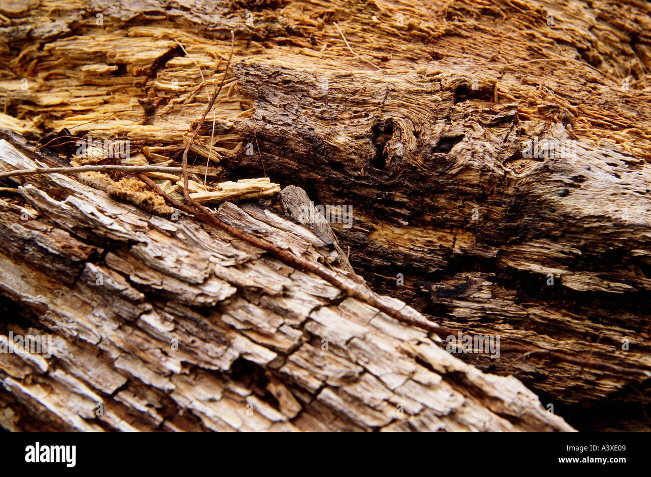 close up trunk Stock Photo - Alamy
