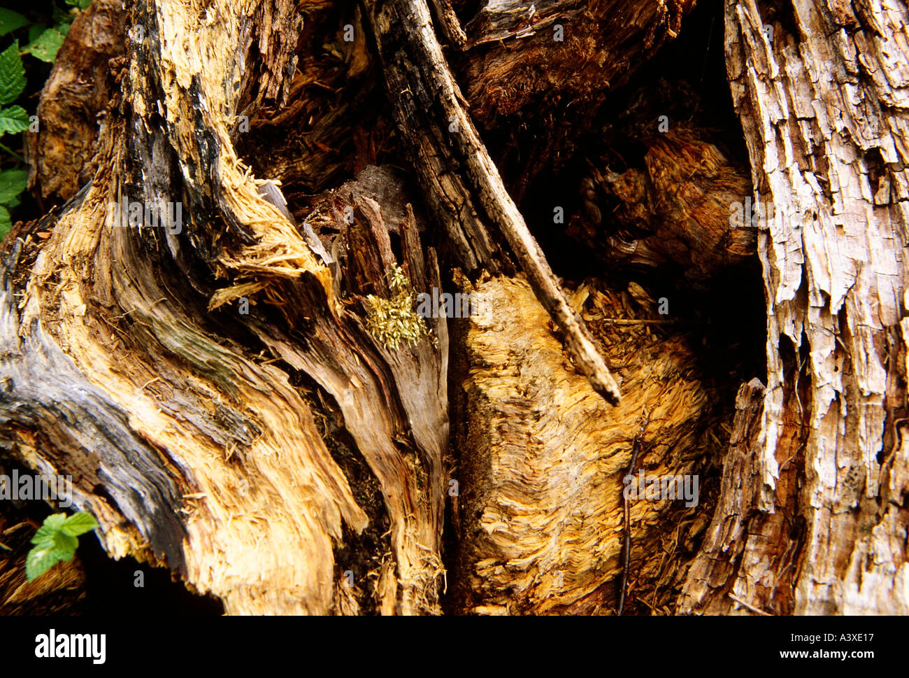 close up trunk Stock Photo - Alamy