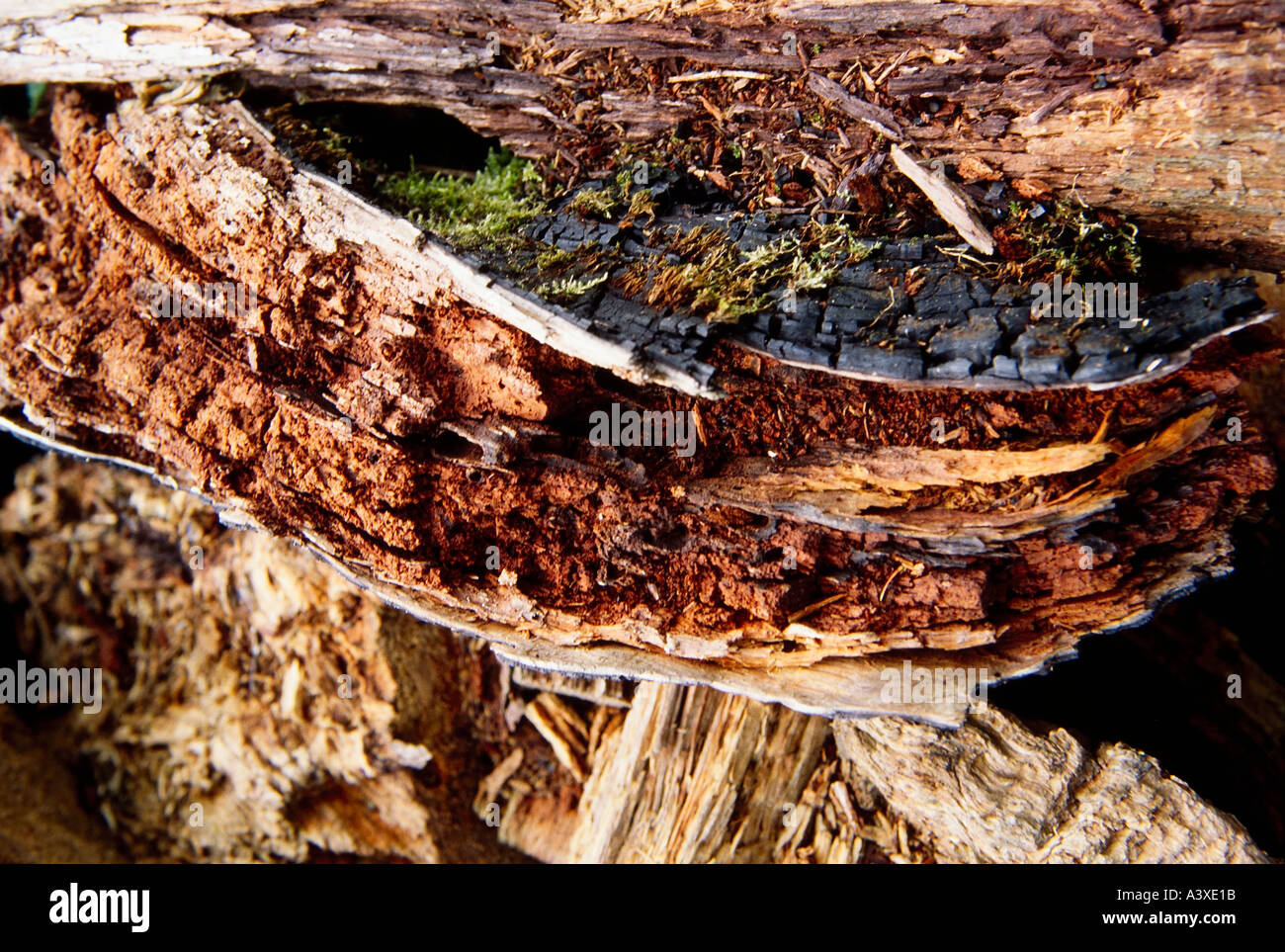 close up trunk Stock Photo - Alamy