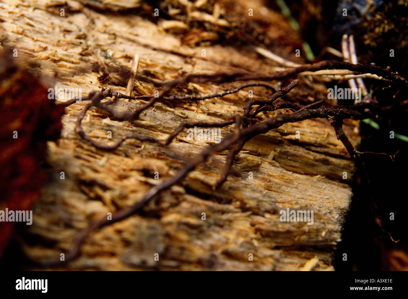 close up trunk Stock Photo - Alamy