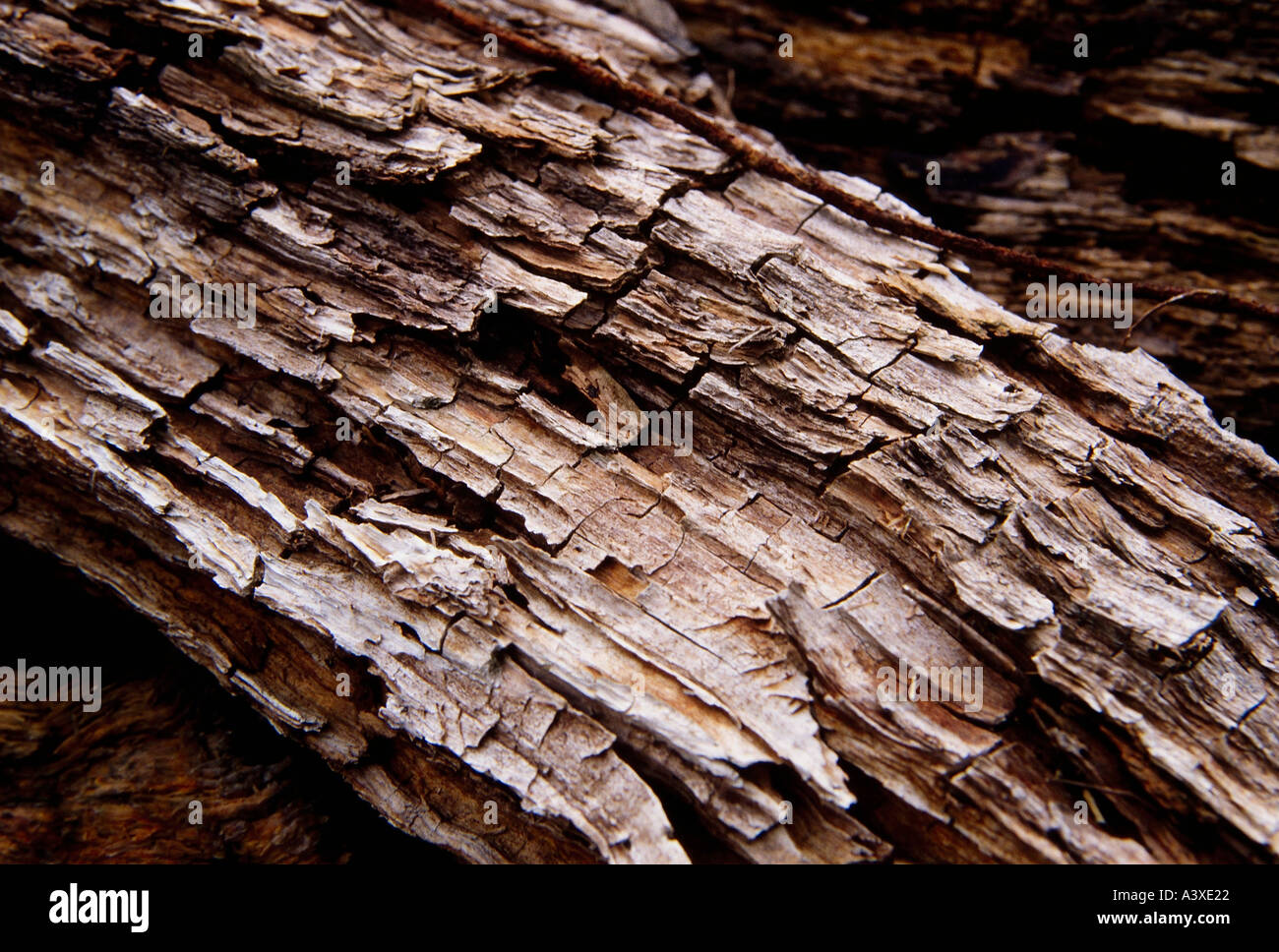 close up trunk Stock Photo - Alamy