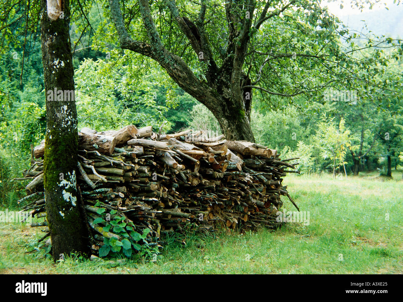 firewood in forest Stock Photo - Alamy
