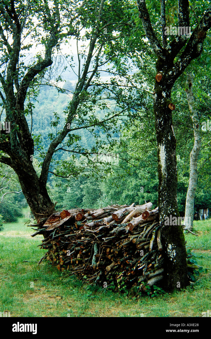 firewood in forest Stock Photo - Alamy