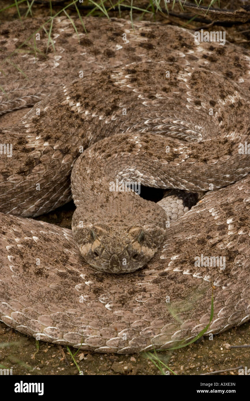 Western Diamondback Rattlesnake Crotalus atrox Sonoran Desert Arizona ...