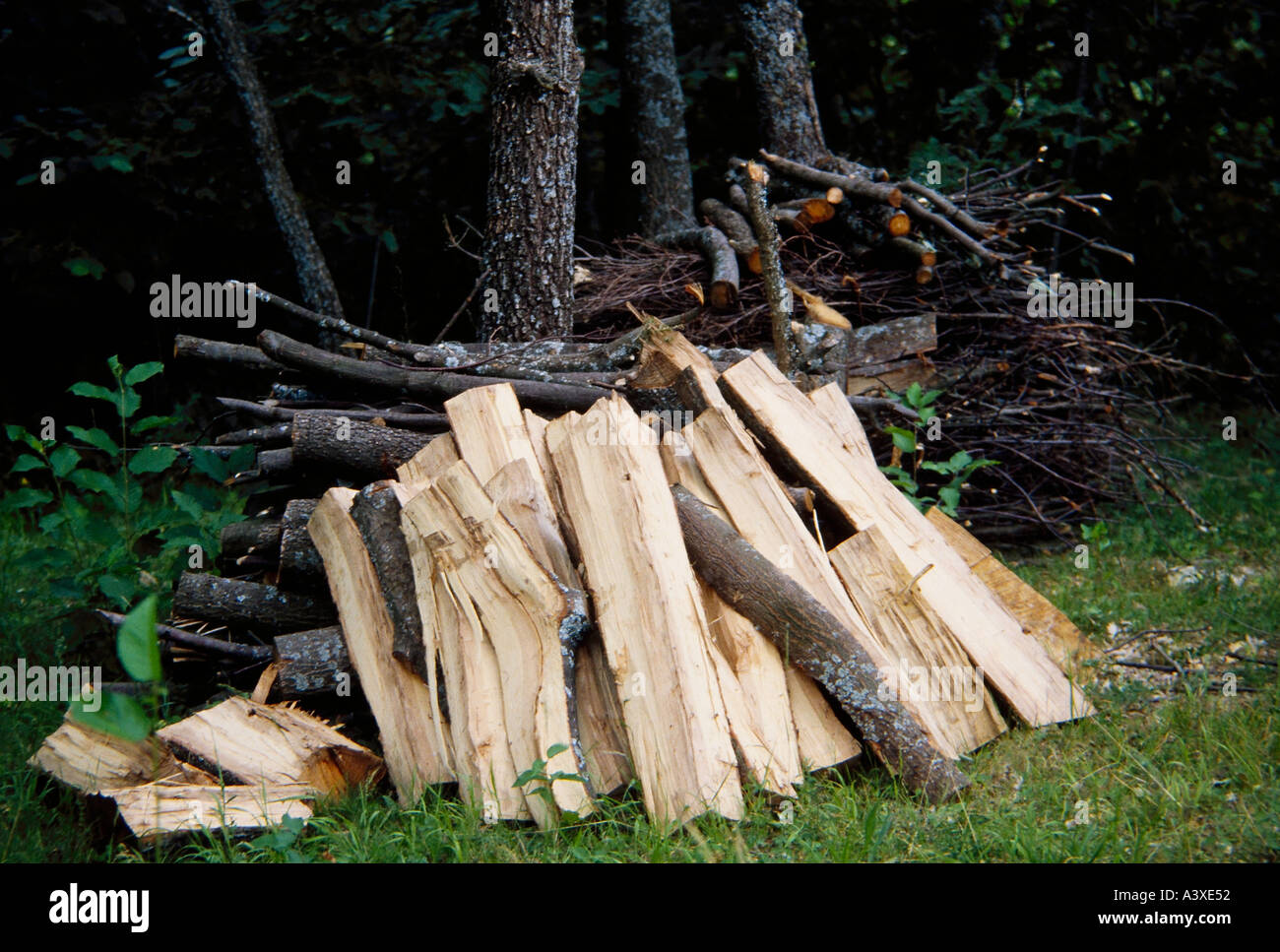 firewood in forest Stock Photo - Alamy