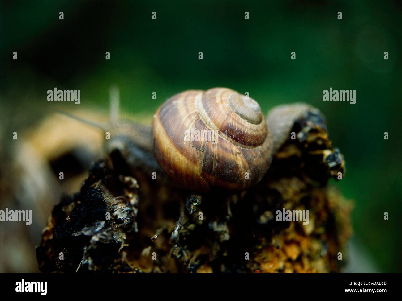 close up snail Stock Photo - Alamy