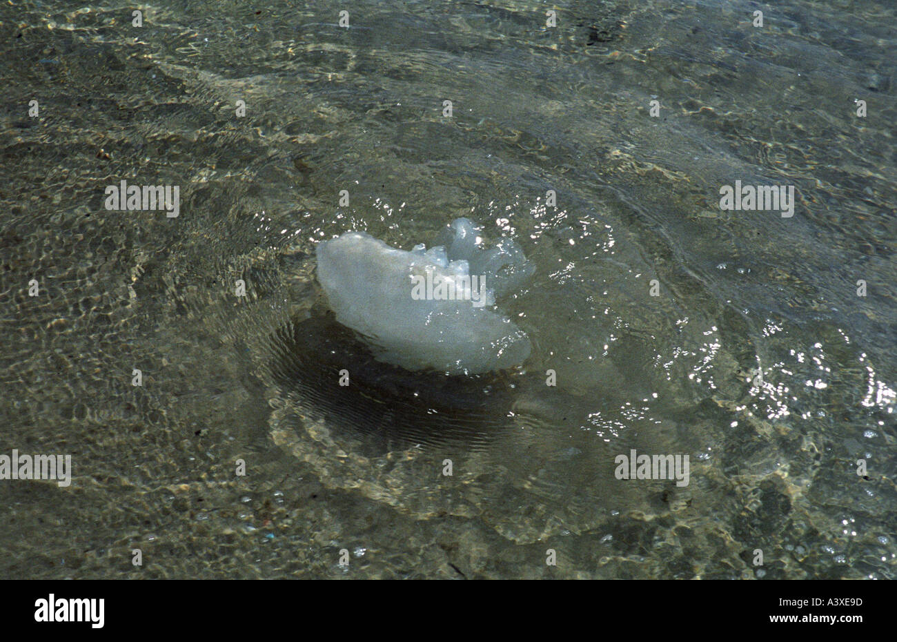 Medusa Jelly Fish 1 Stock Photo - Alamy