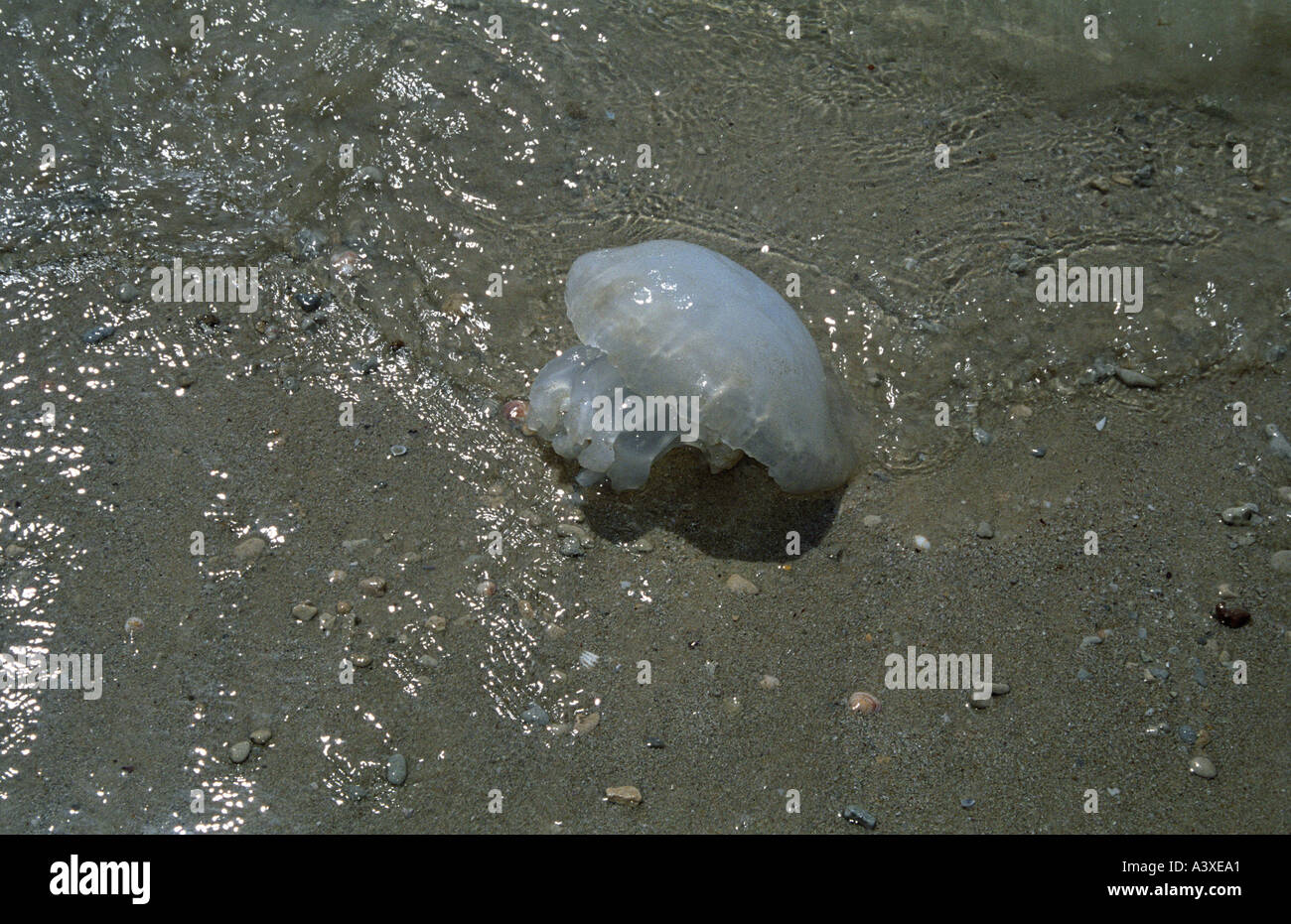 Medusa Jelly Fish 2 Stock Photo - Alamy