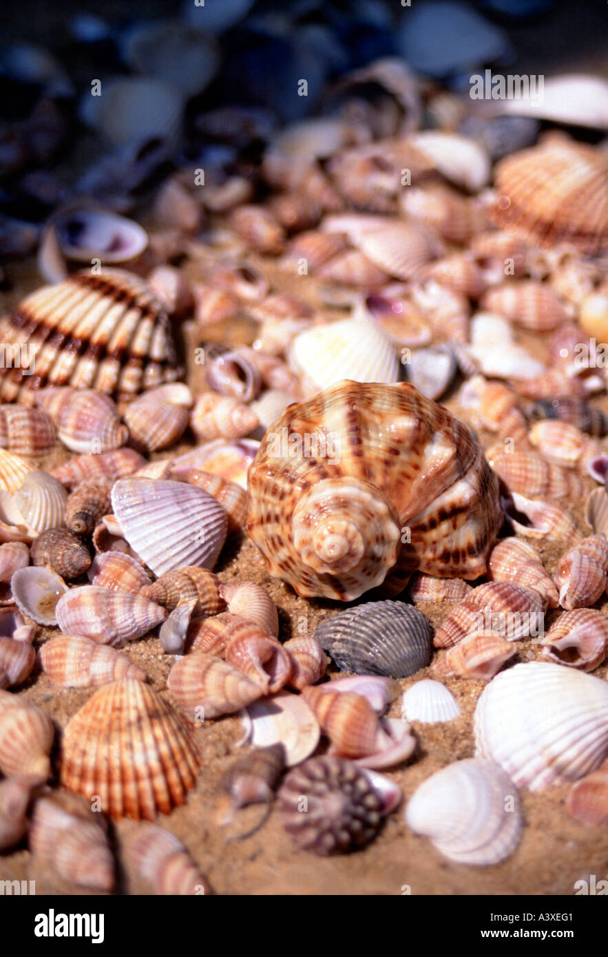 shells on the beach Stock Photo - Alamy