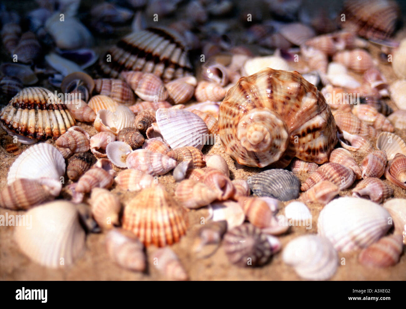 shells on the beach Stock Photo - Alamy