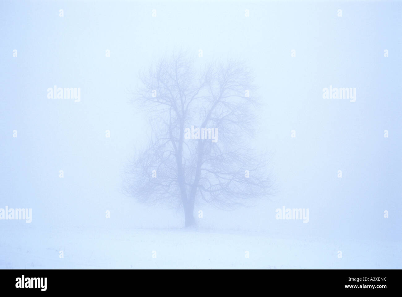 tree in fog Stock Photo - Alamy