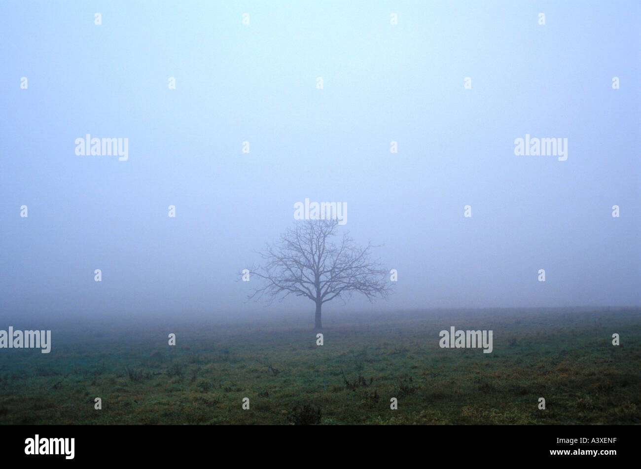 tree in fog Stock Photo - Alamy