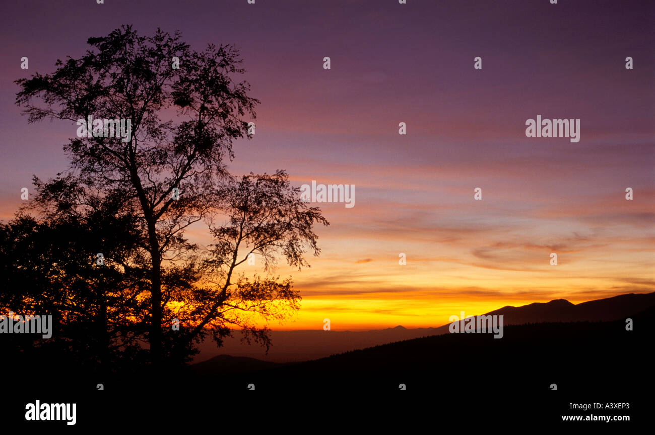tree evening sky Stock Photo - Alamy