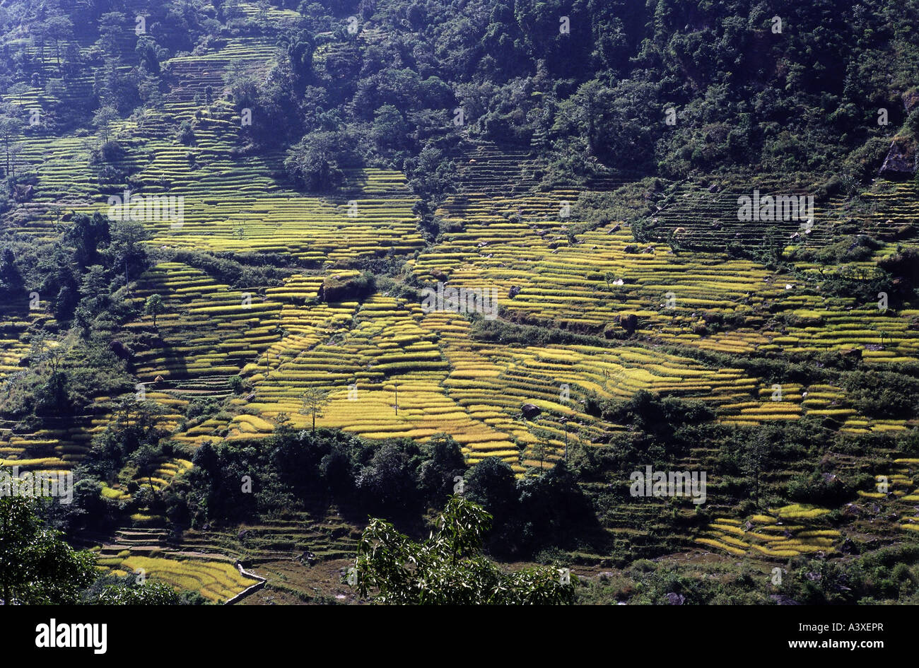 Corn crop nepal hi-res stock photography and images - Alamy